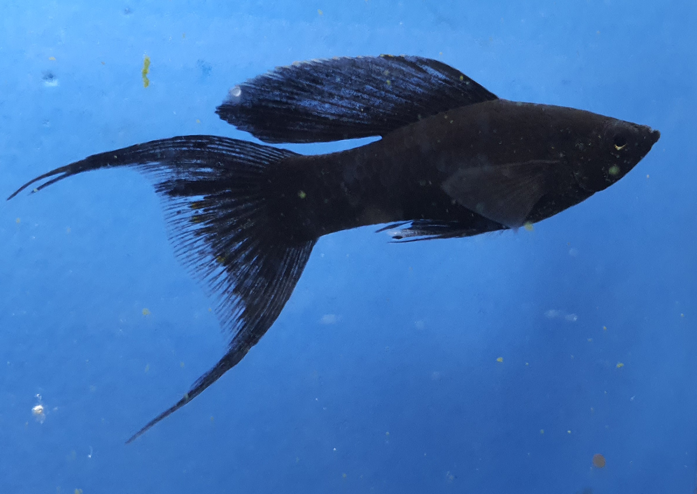 Pez Molly – ESCALAR